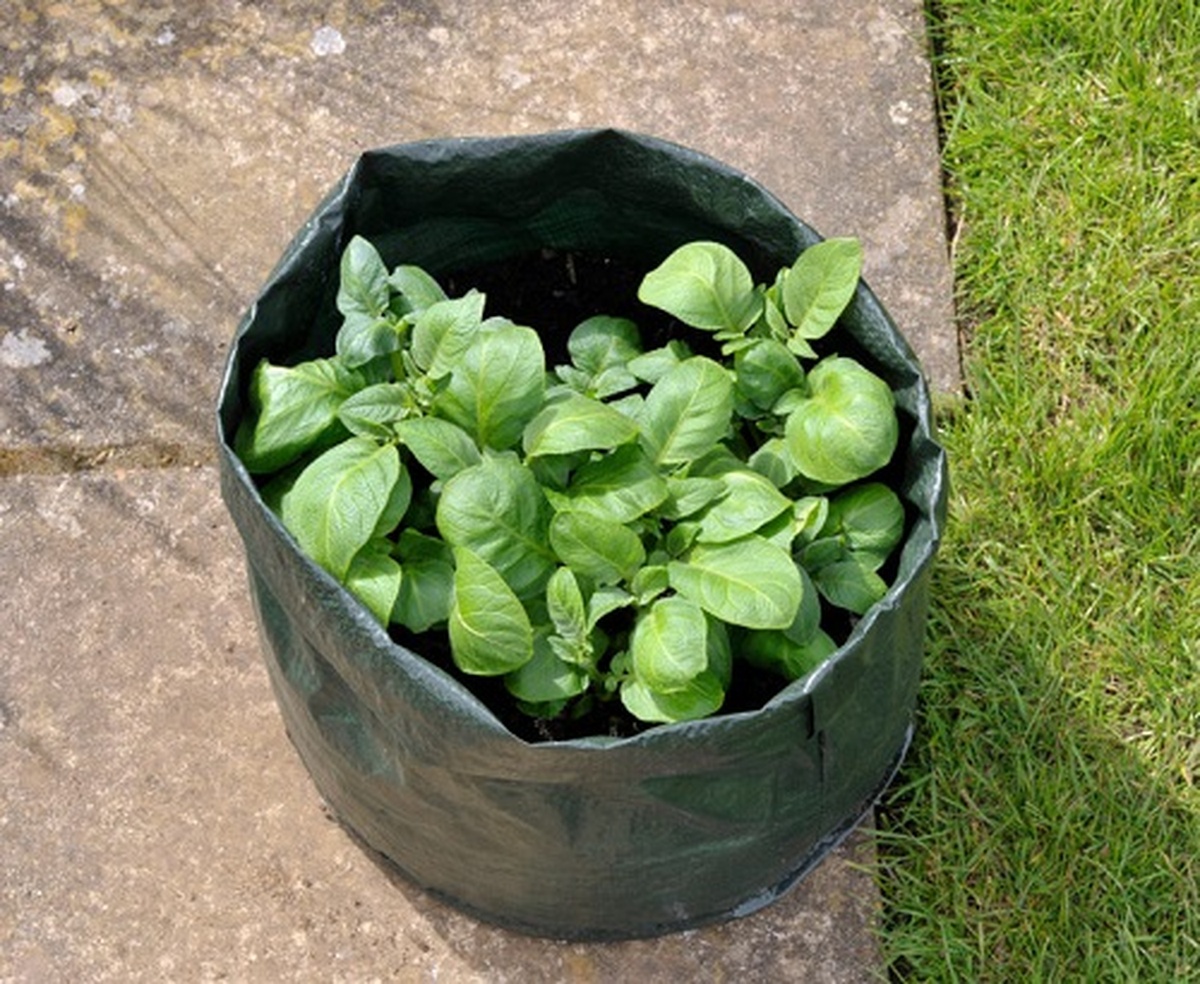 12 Clever DIY Potato Pots for Easy, Dig-Free Growing