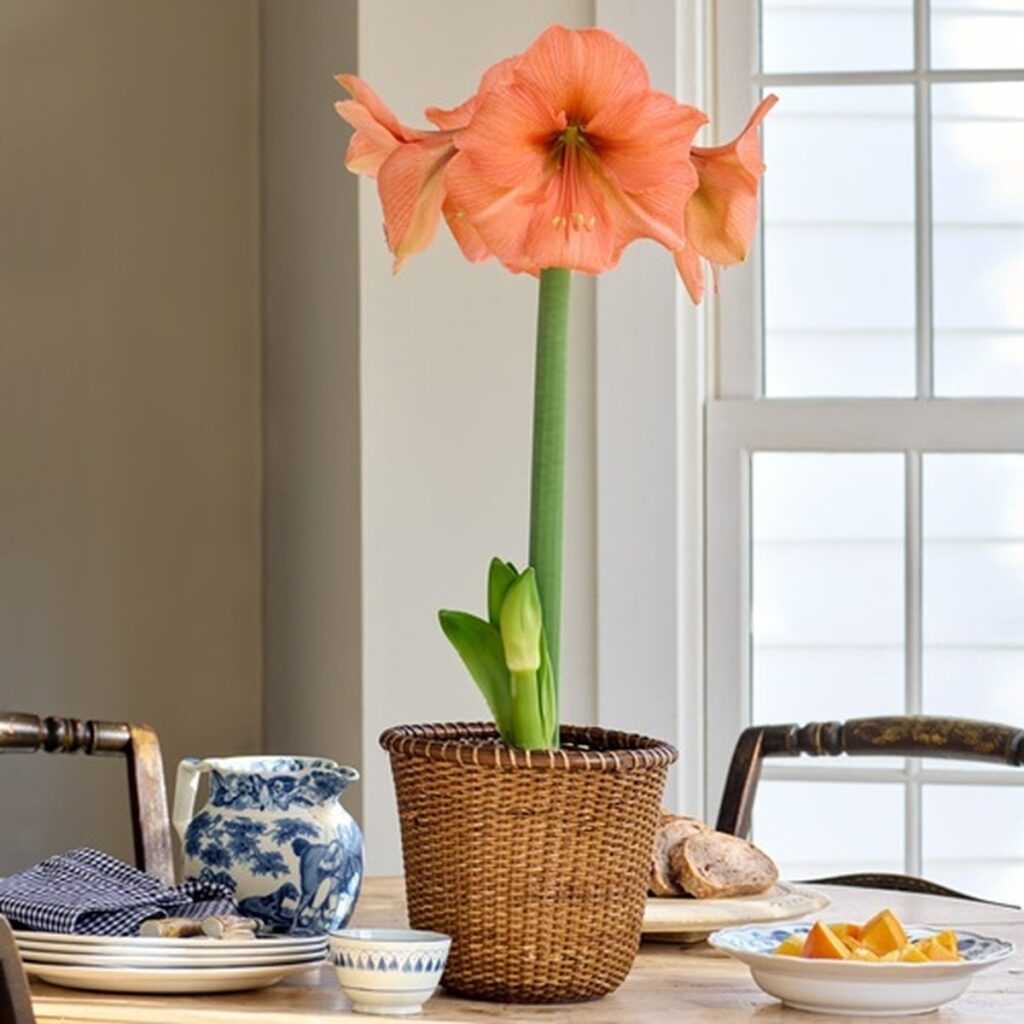 12 Stunning Peach Color Flowers to Brighten Your Garden