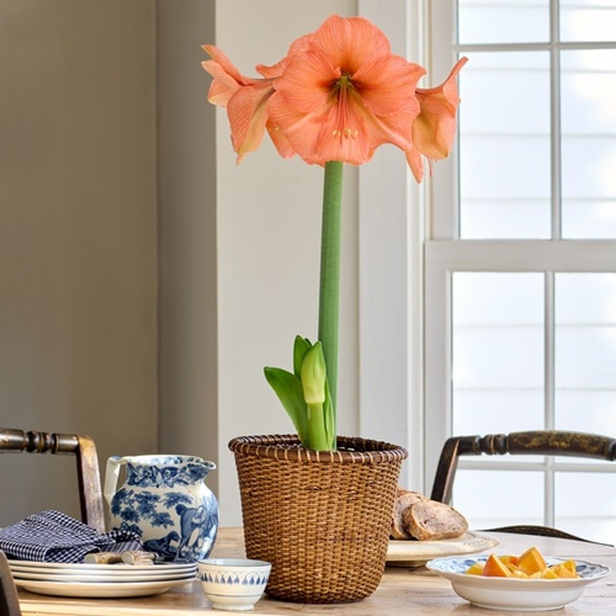 12 Stunning Peach Color Flowers to Brighten Your Garden