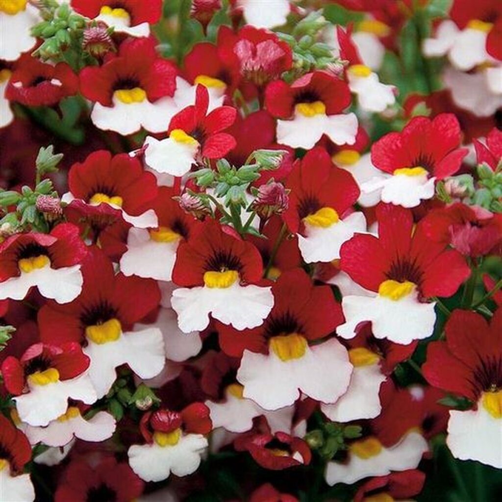 35 Stunning Multicolor Flowers That Will Brighten Your Garden