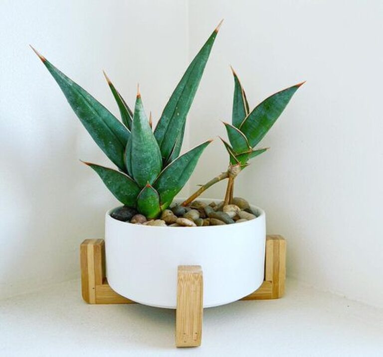 19 Charming Dwarf Snake Plant Varieties for Small Spaces