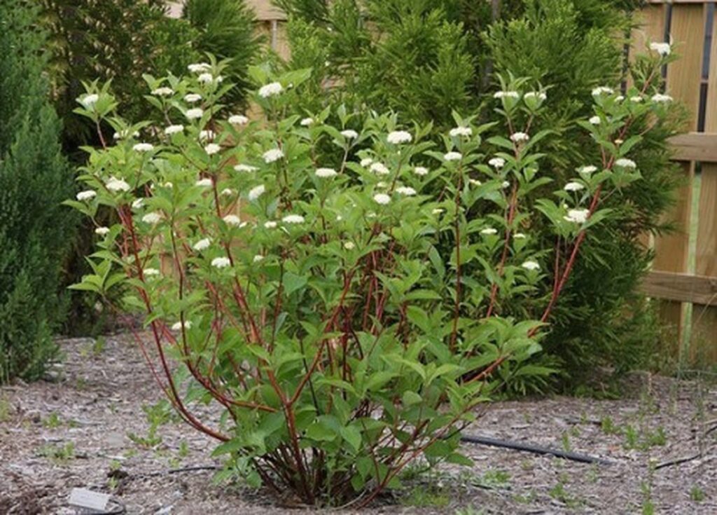 26 Stunning Dogwood Tree Varieties to Brighten Your Garden