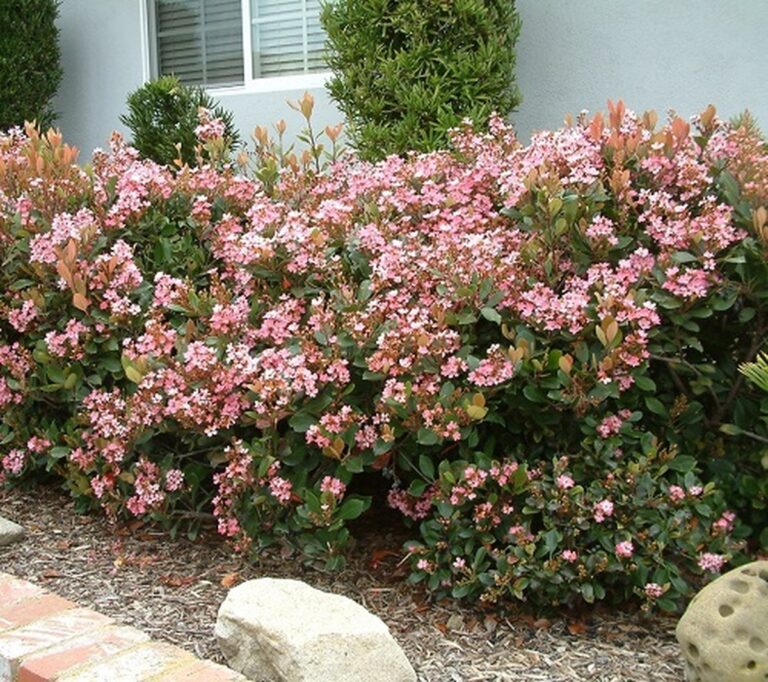 11 Gorgeous Indian Hawthorn Varieties for Your Dream Garden