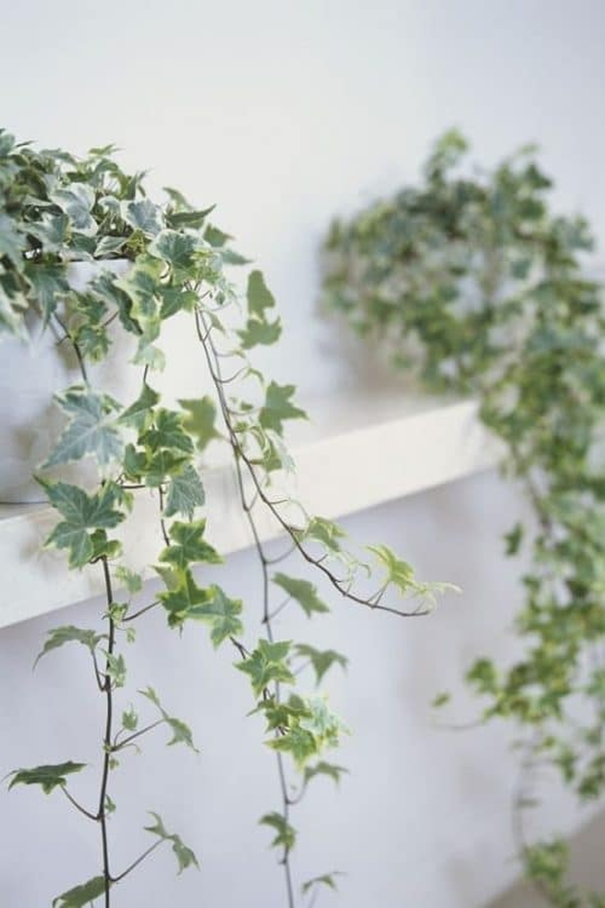 11 Remarkable English Ivy Benefits That Brighten Any Home
