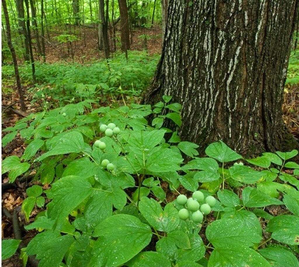 50 Vibrant Plants to Grow Under Big Trees That Thrive in Shade