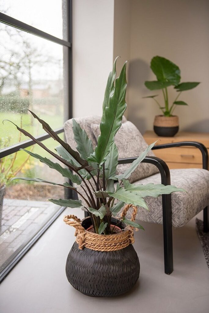 22 Stunning Plants with Sword Shaped Leaves to Freshen Your Space