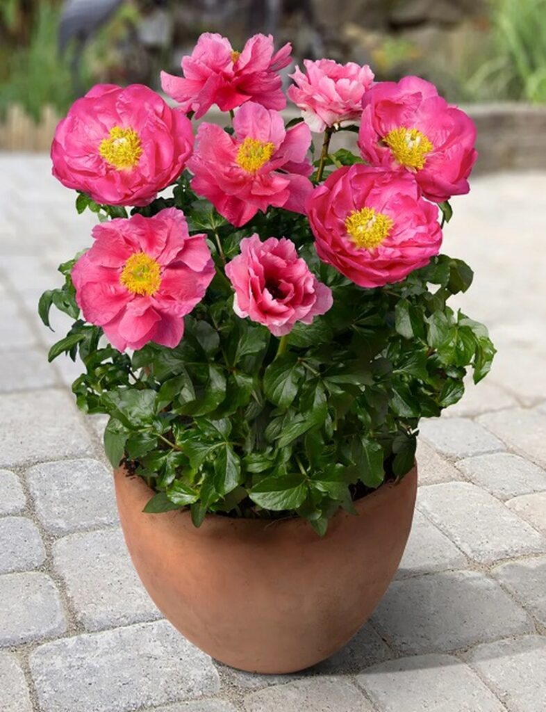 13 Beautiful Flowers That Represent Femininity and Grace