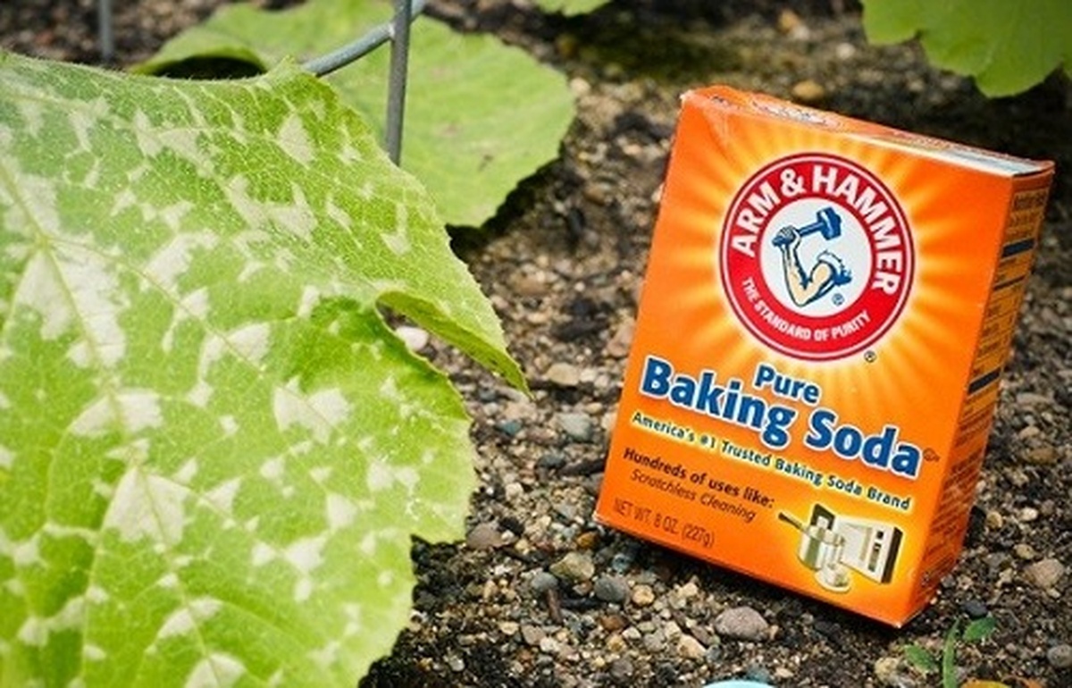 9 Effective Ways to Get Rid of Powdery Mildew Quickly