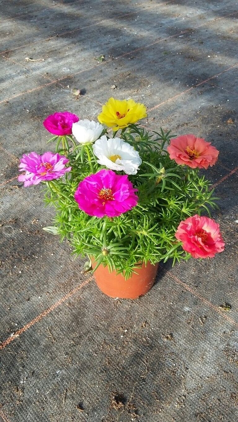 47 Stunning Flowers for Full Sun That Thrive in Blazing Heat
