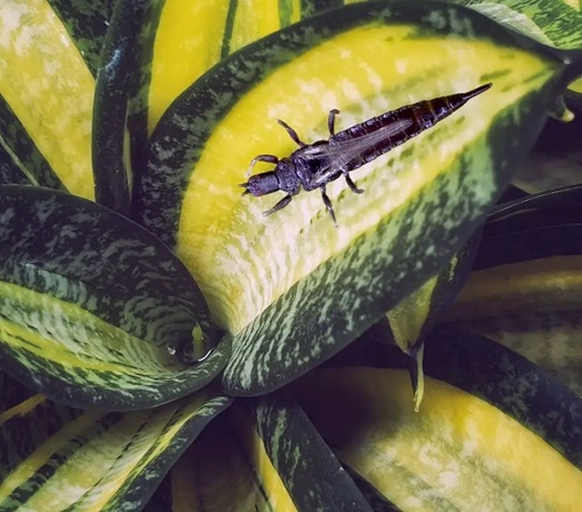 6 Sneaky Snake Plant Bugs and Easy Ways to Banish Them