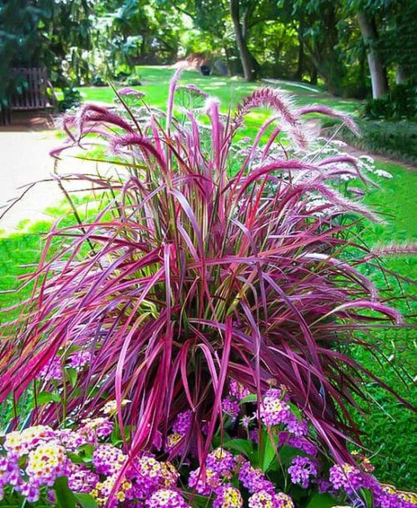 10 Gorgeous Red Ornamental Grasses to Brighten Your Garden