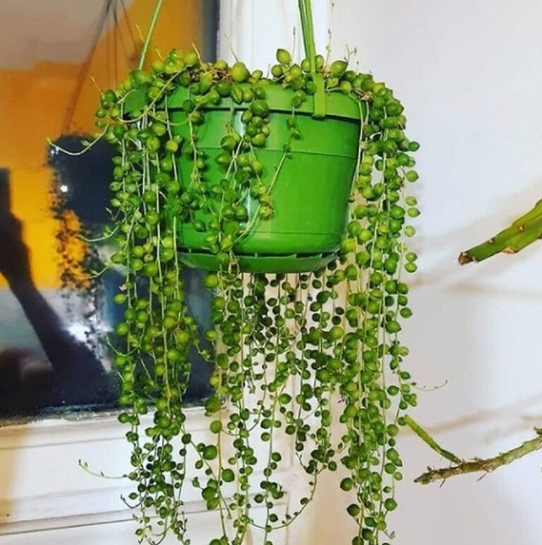19 Stunning Senecio Varieties to Brighten Gardens