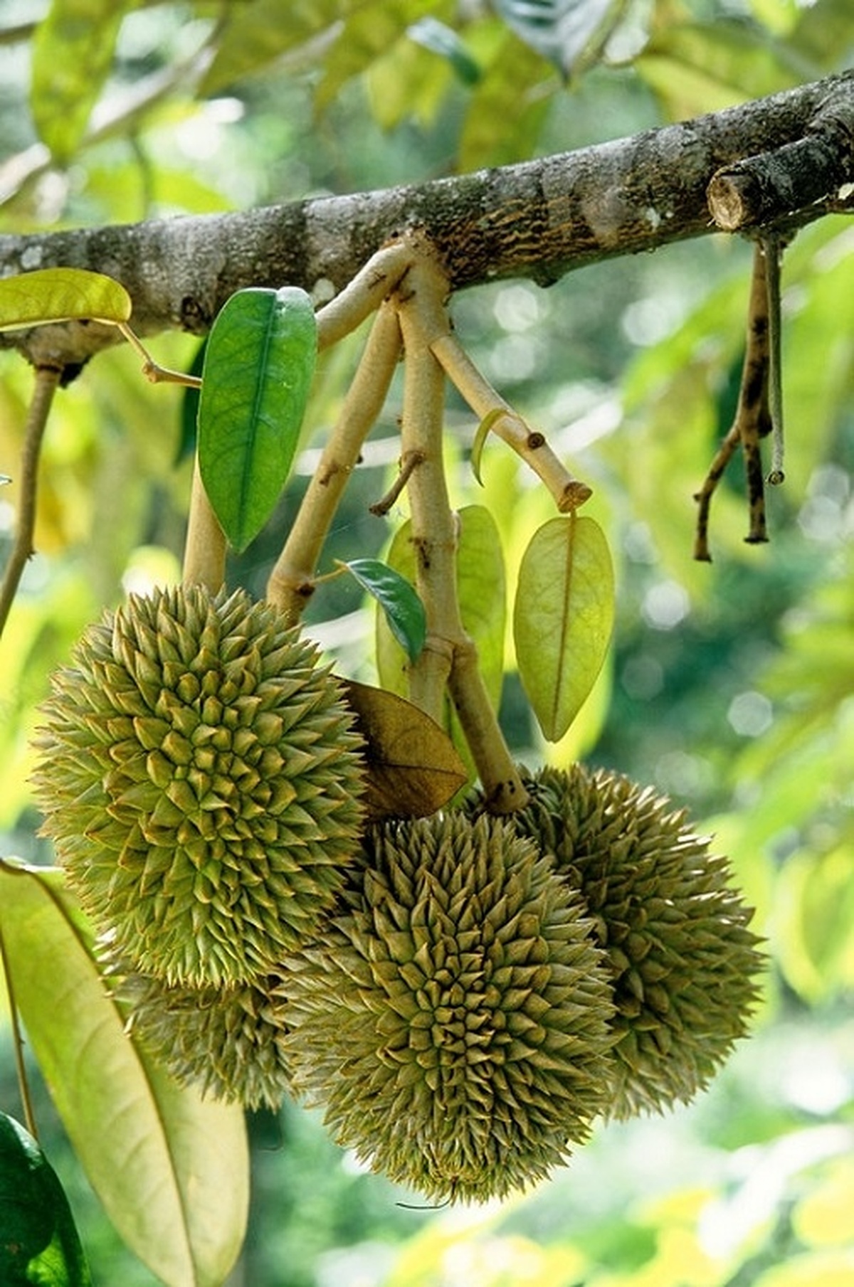 11 Smelly Fruits that Stink and Smell: Hold Your Nose!
