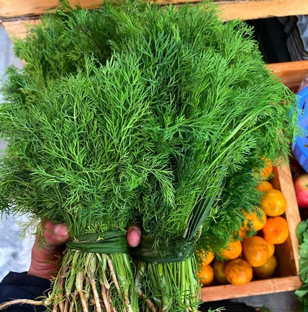 23 Delicious Types of Cilantro and Coriander to Try Today