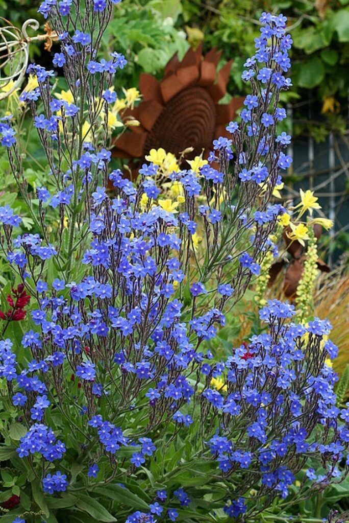 14 Breathtaking Royal Blue Flowers to Brighten Gardens