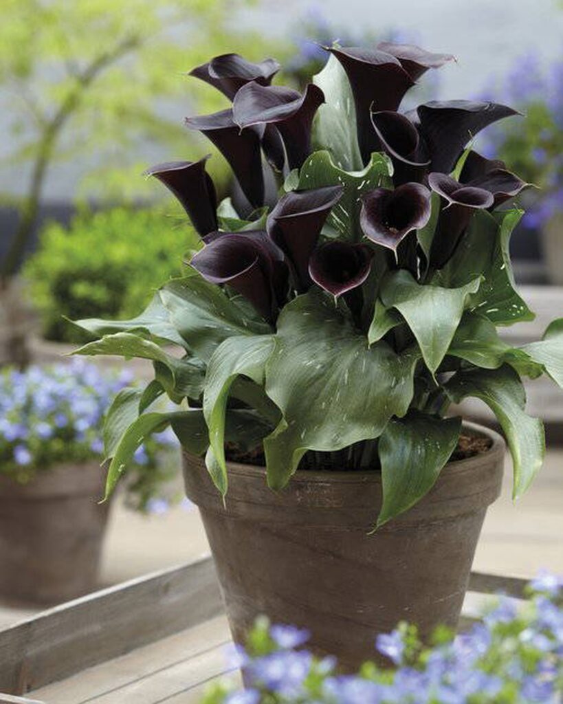 14 Beautiful Black Calla Lily Varieties That Amaze Every Time