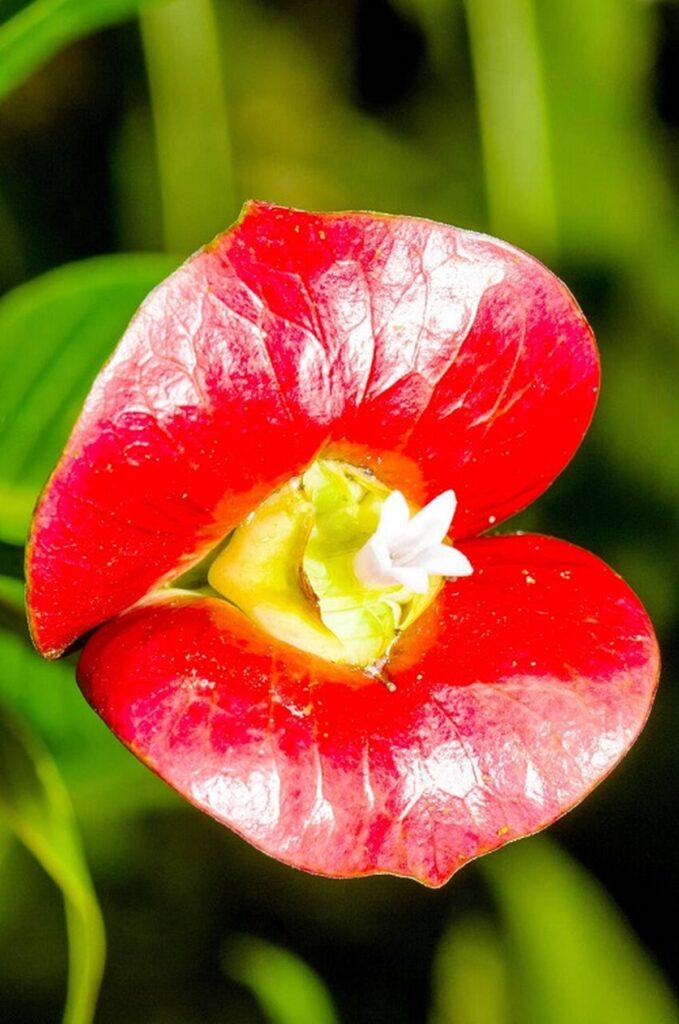 17 Amazing Plants That Look Like Human Body Parts