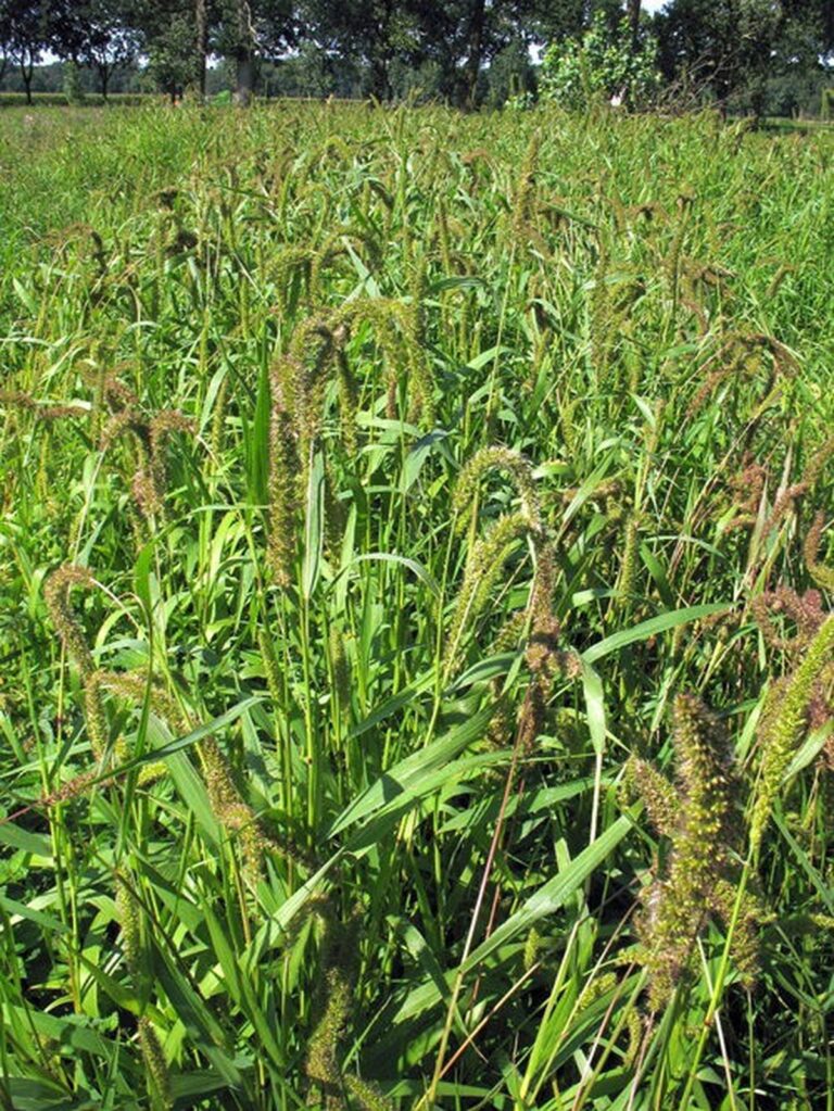 18 Common Weeds That Look Like Wheat—Can You Spot Them?