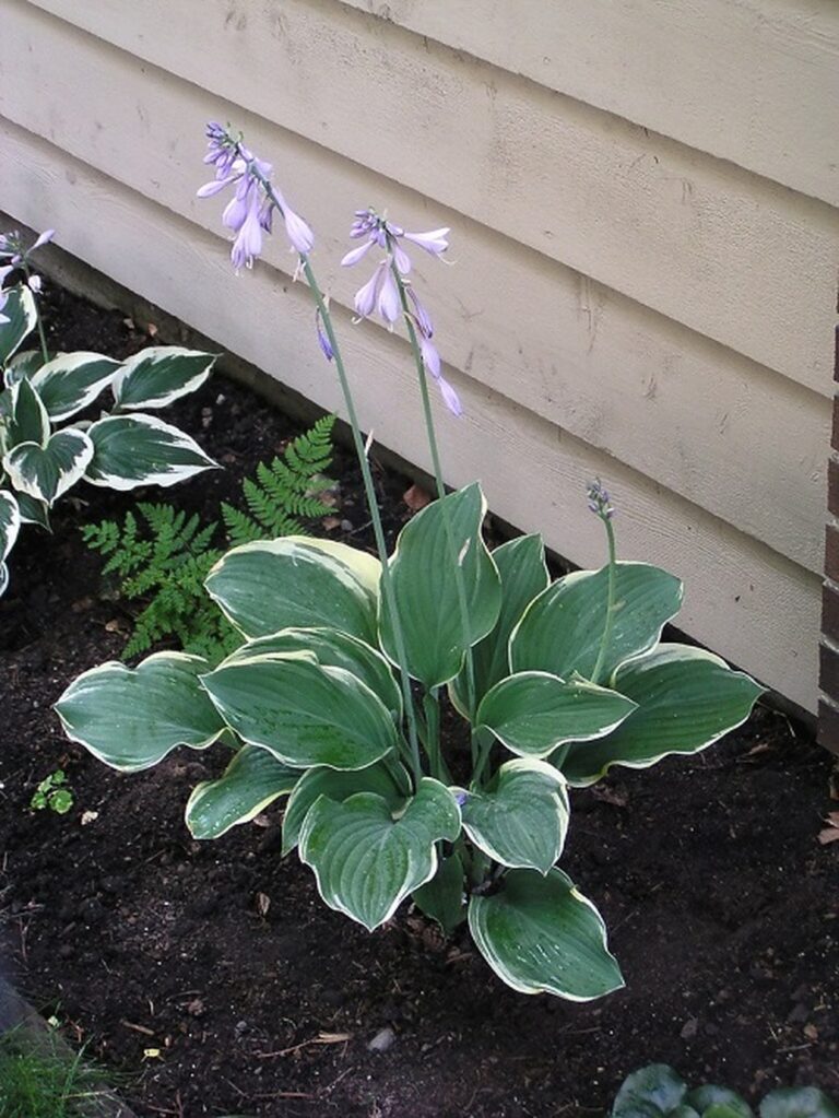 25 Stunning Purple Hostas To Brighten Your Garden Space