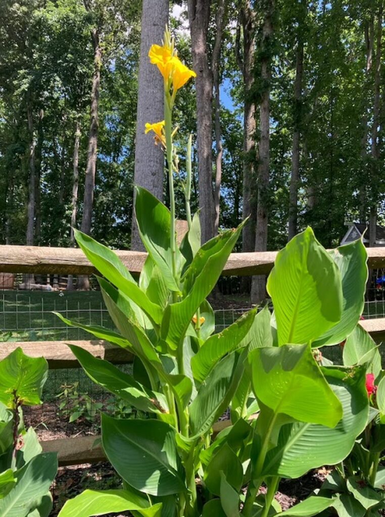 17 Stunning Tall Canna Lily Varieties - How Giant Can They Grow?