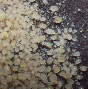 16 Fascinating Tiny Bugs That Look Like Specks of Dirt