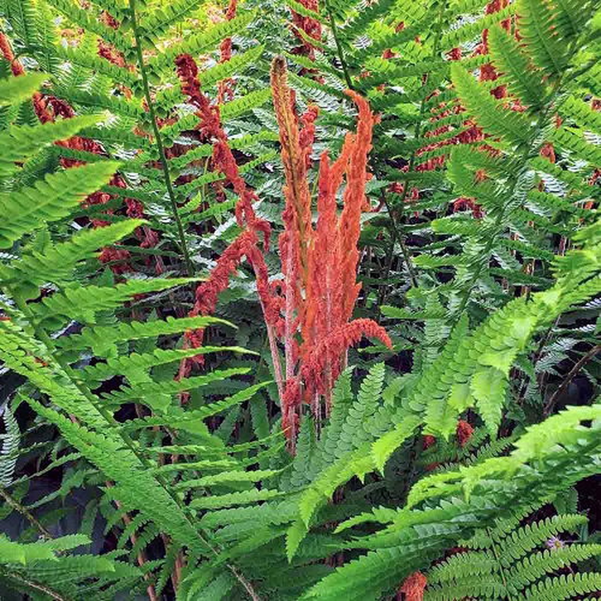 7 Best Yellow Ferns: Stunning Naturally Golden Beauties
