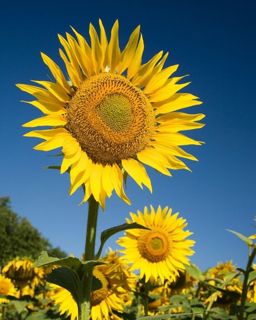 25 Powerful Flowers That Represent Strength - Nature's Warriors!