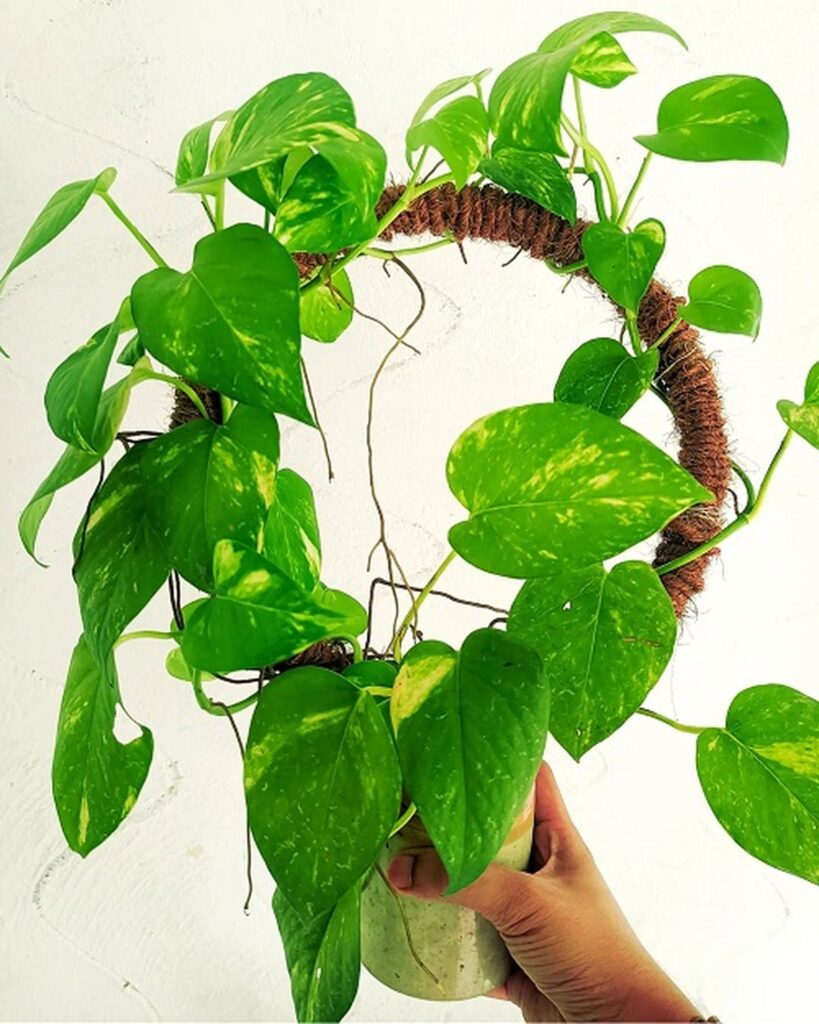 21 Brilliant Ideas for Planting Pothos to Exolore