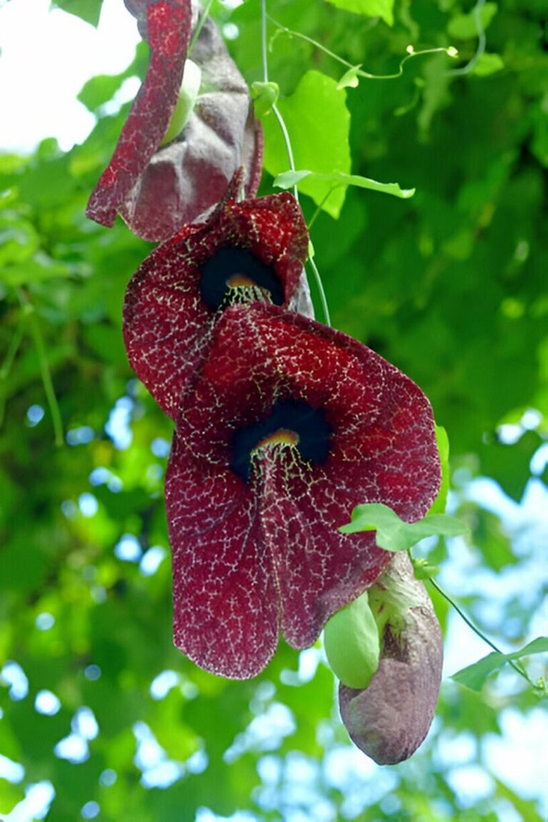 12 Bone-Chilling Scary Flowers That Make Us Cringe