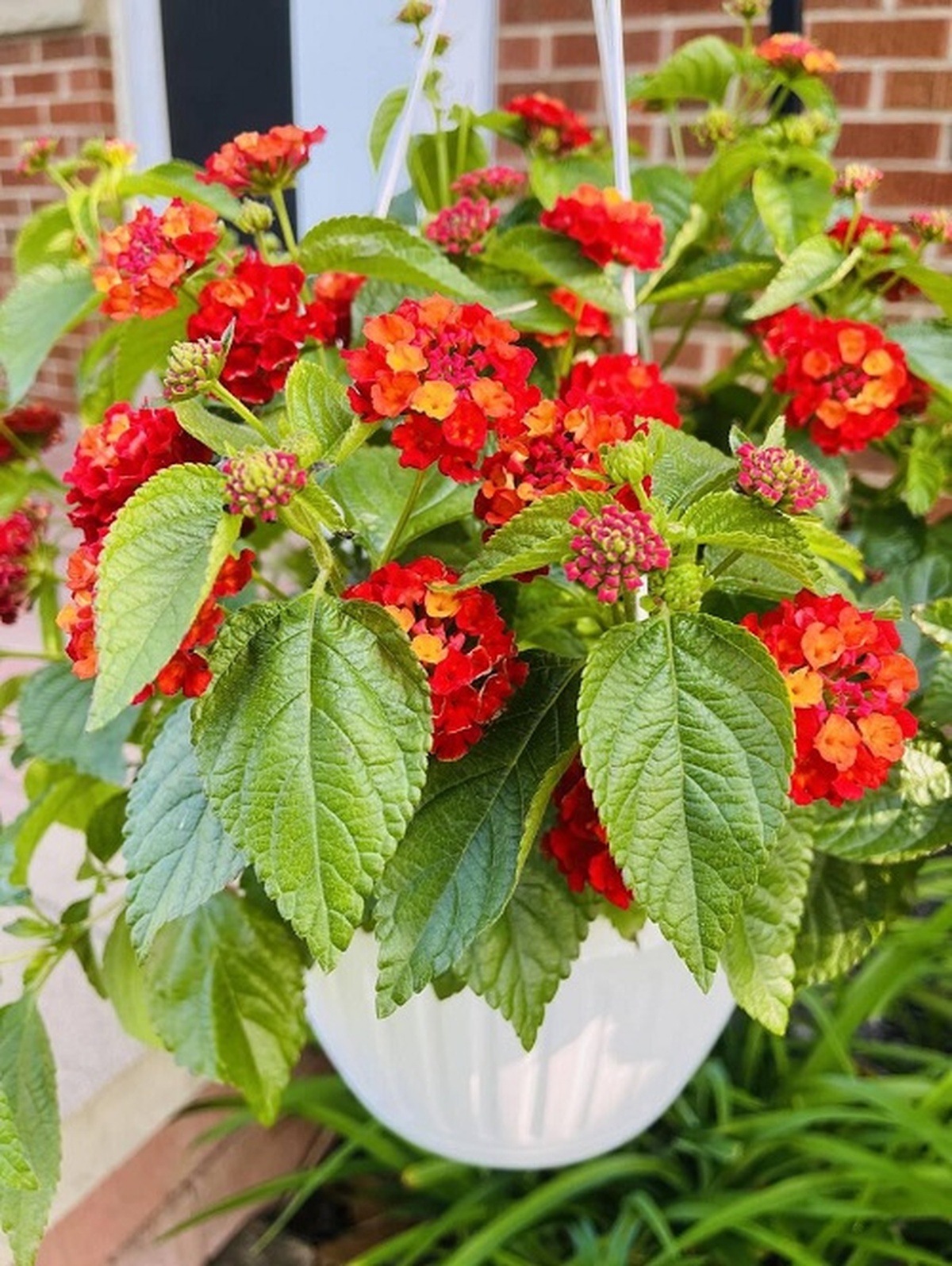7 Gorgeous Lantanas for Hanging Baskets That Wow Every Time
