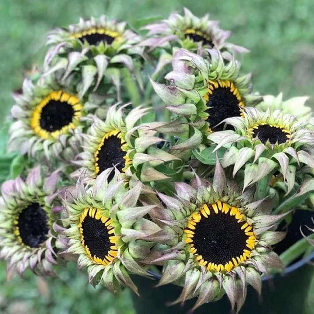 31 Stunning Sunflower Colors That Will Brighten Your Garden