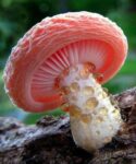 15 Fascinating Red Mushrooms Types: Discover Nature's Gems