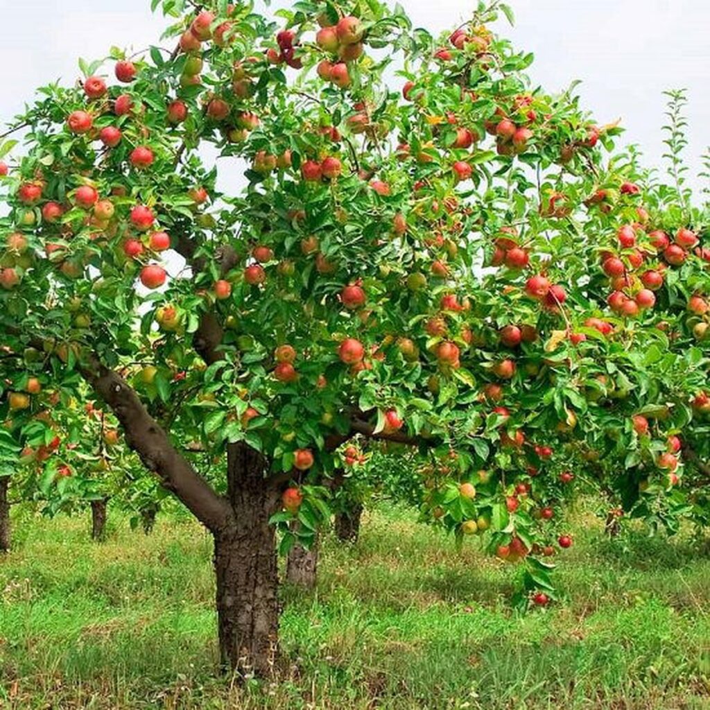 17 Amazing Trees to Plant in Georgia for a Stunning Landscape