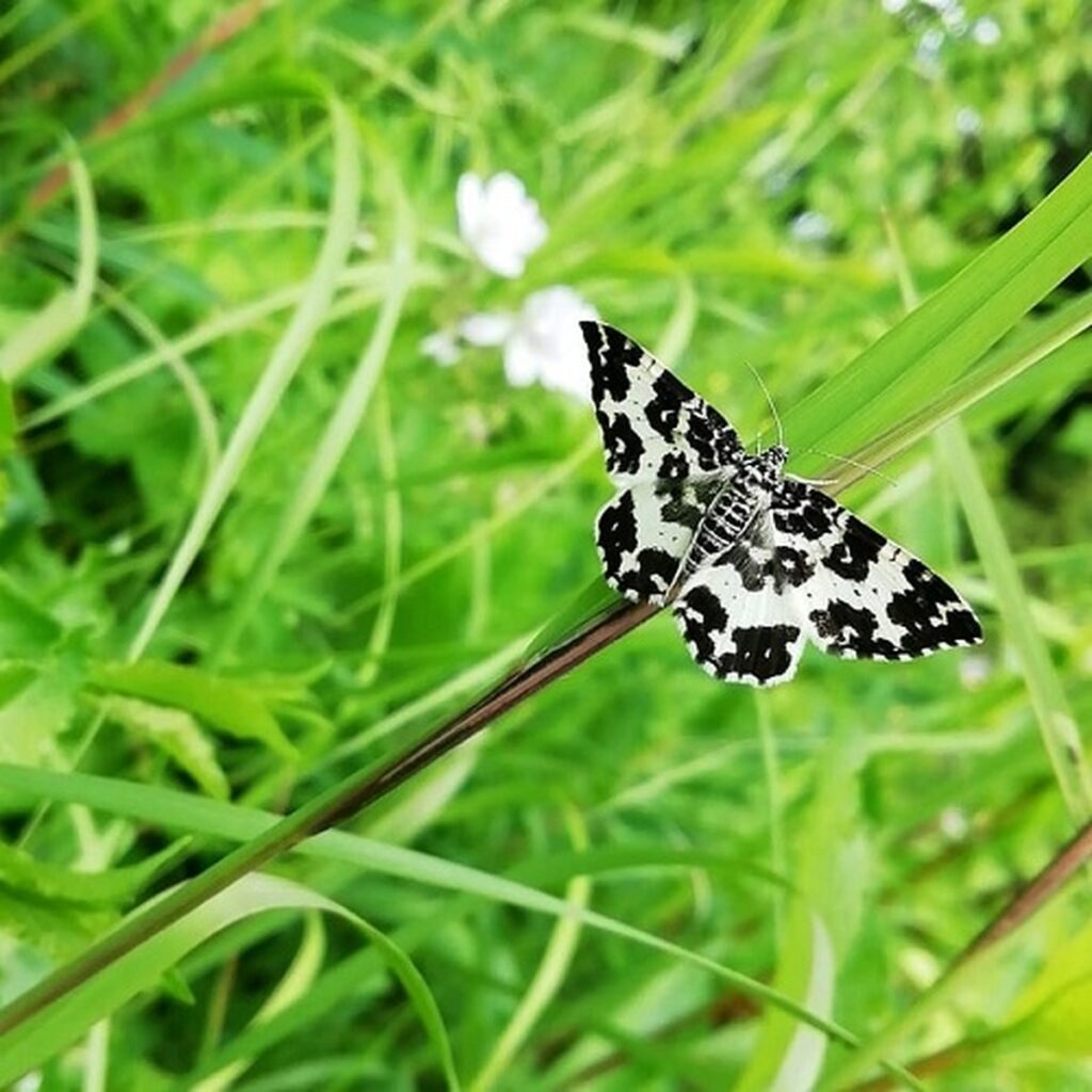 28 Adorable Moths That Are As Beautiful As Butterflies