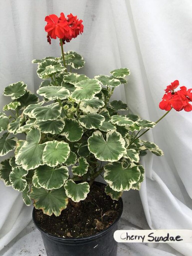 24 Stunning Variegated Geranium Varieties to Brighten Your Garden