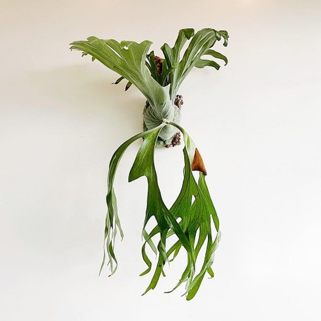 15 Stunning Staghorn Fern Varieties To Transform Your Space