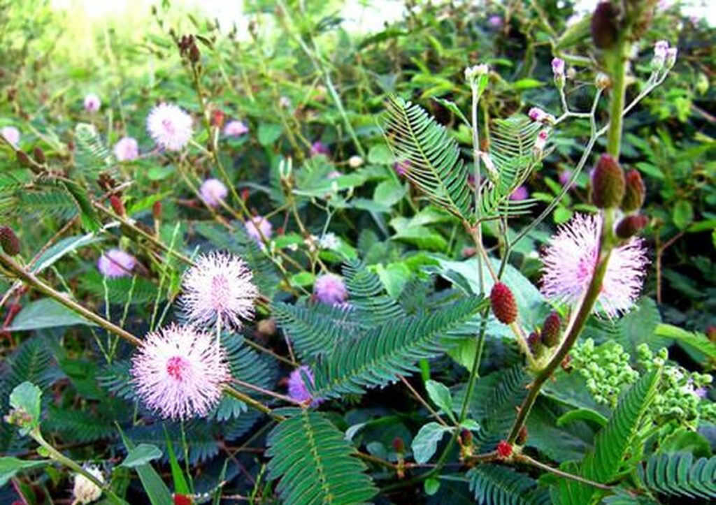 47 Beautiful Native Florida Flowers That Brighten Any Garden