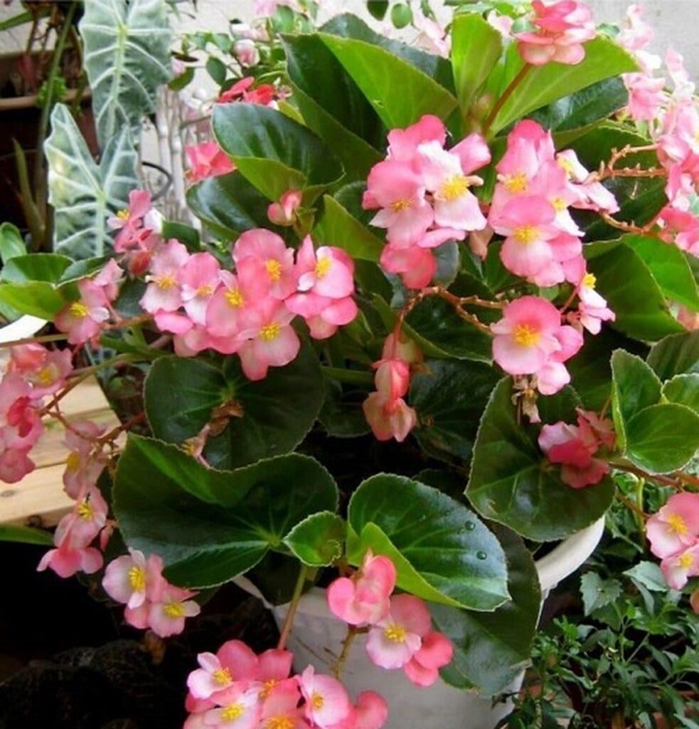 24 Stunning Pink Begonia Varieties to Explore