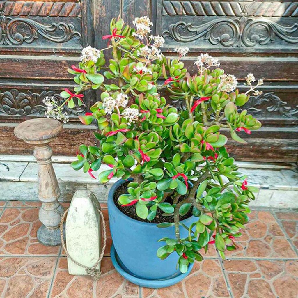 11 Stunning Types of Jade Plants that Flower - Magical Blooms!