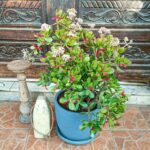11 Stunning Types of Jade Plants that Flower - Magical Blooms!