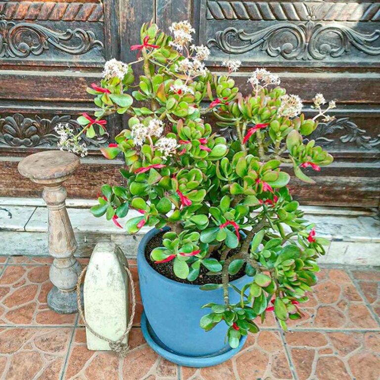 11 Stunning Types of Jade Plants that Flower - Magical Blooms!