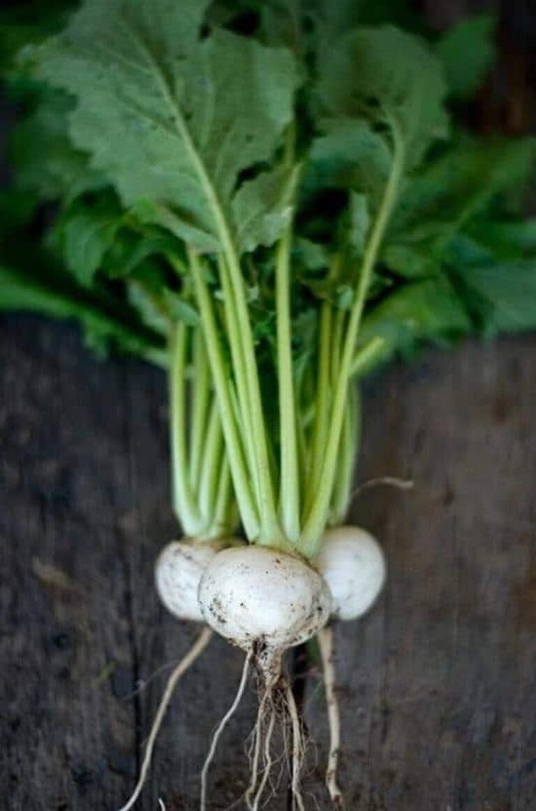 23 Delicious Types of Turnips: Best Varieties for Your Garden