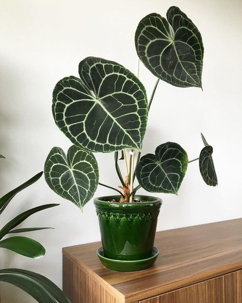 15 Stunning Houseplants that Look Like Pothos for Plant Lovers
