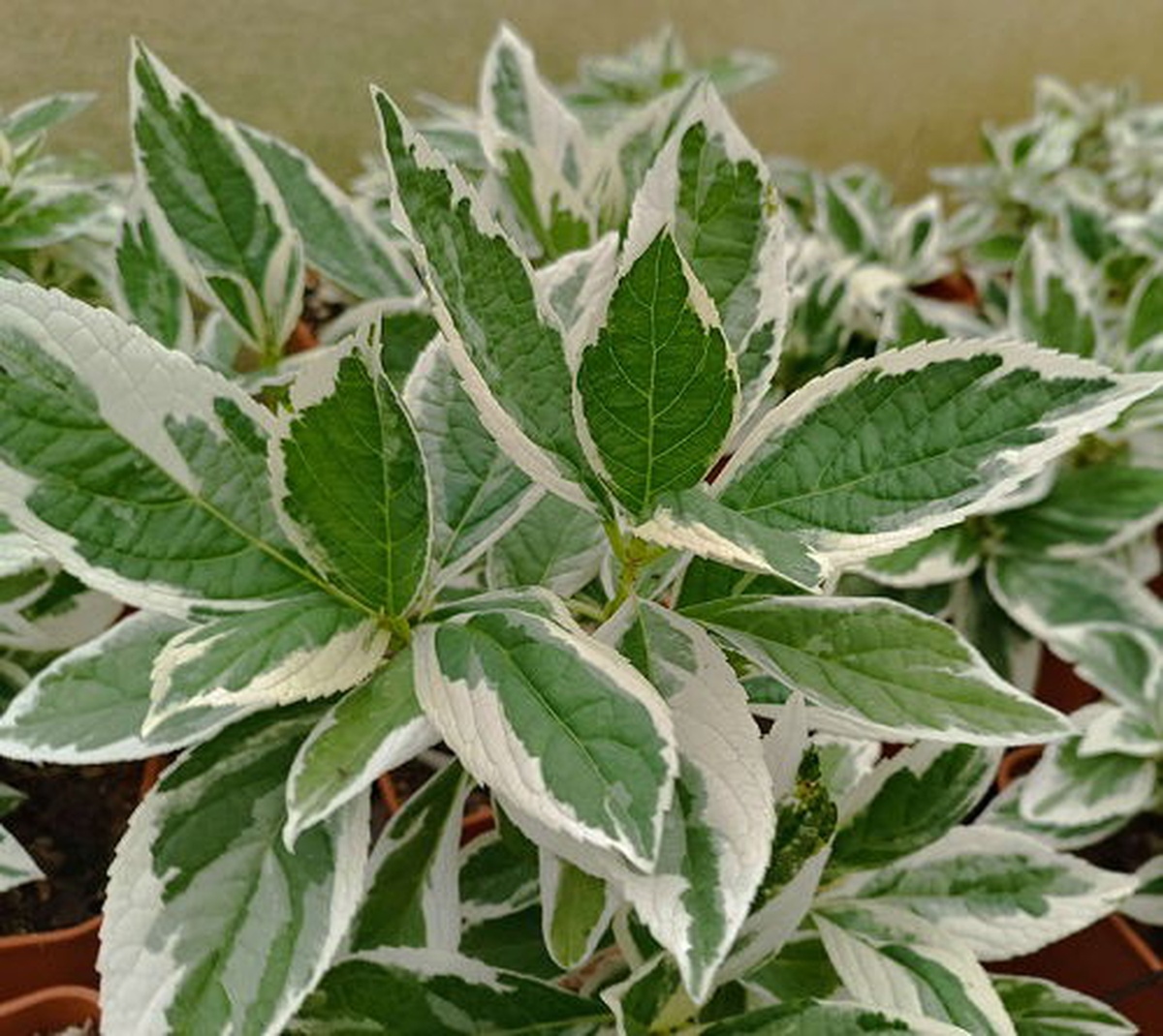 7 Stunning Variegated Hydrangea Varieties for Your Garden