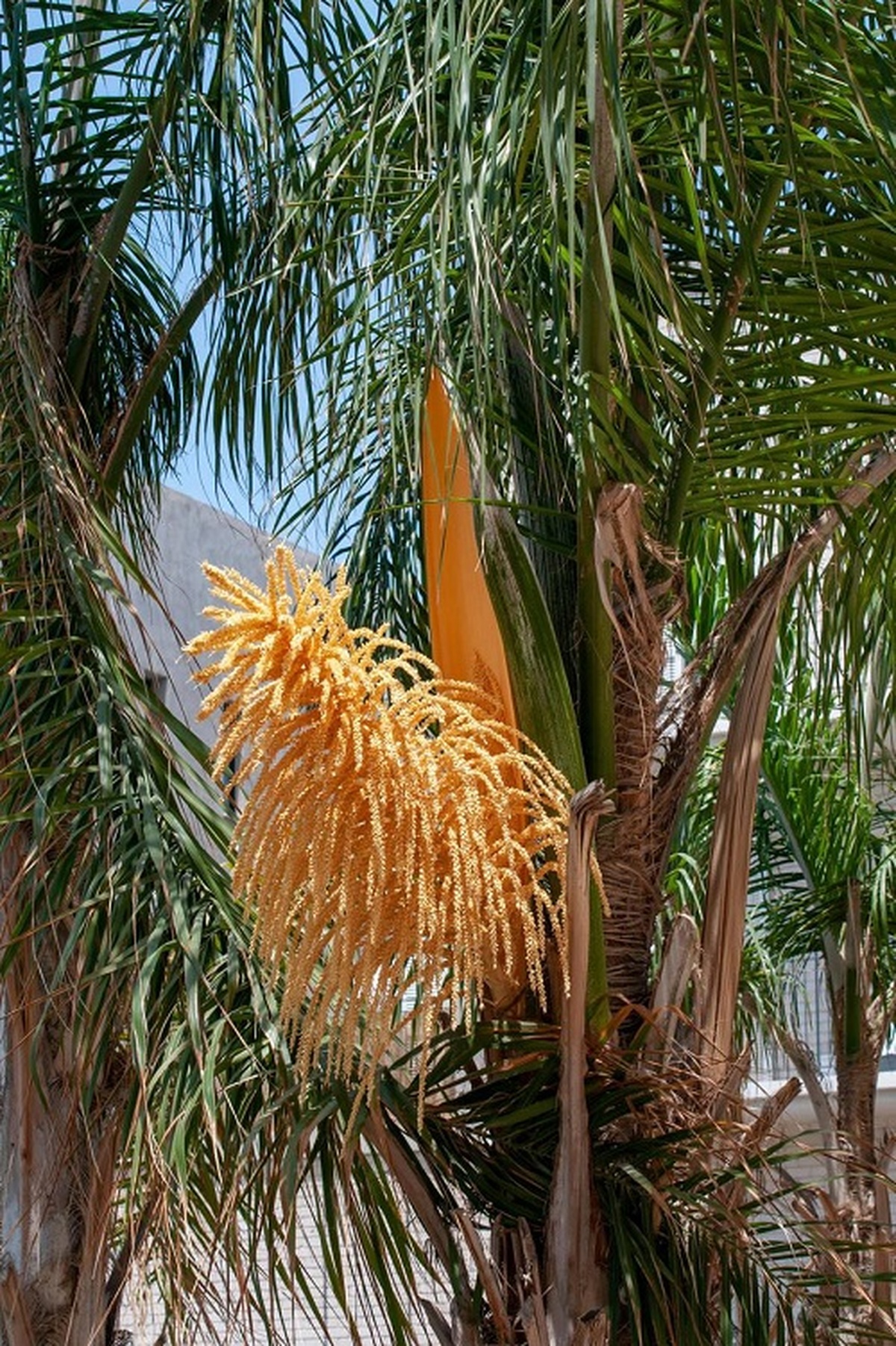 14 Gorgeous Palm Trees that Flower Beautifully in Your Garden