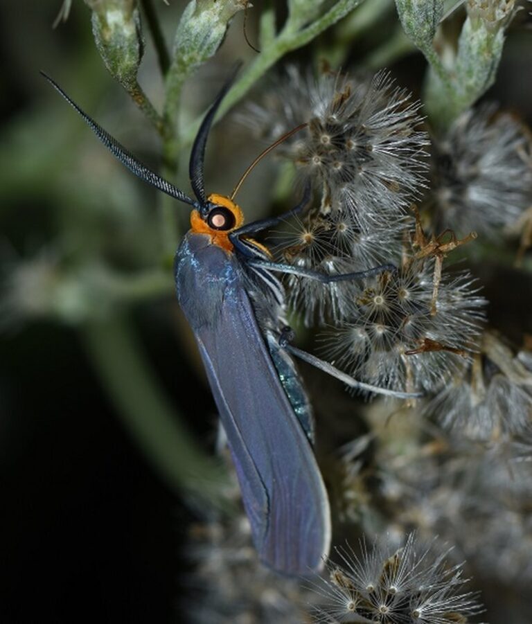 15 Fascinating Blue Moths to Spot in Your Garden