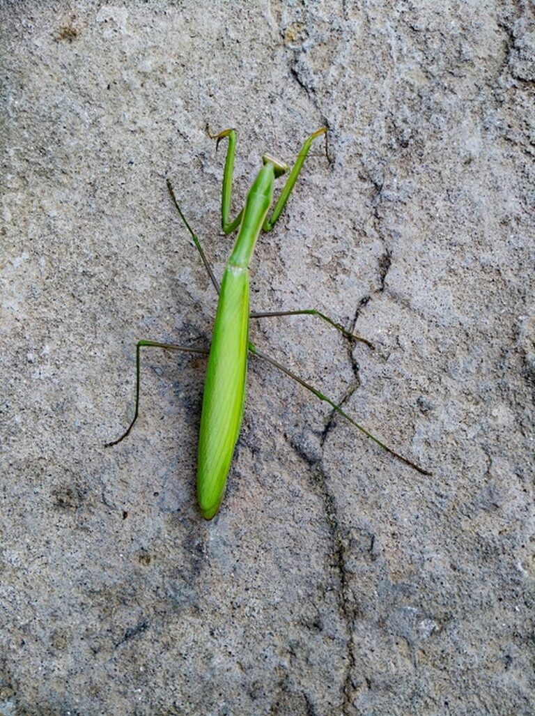 18 Fascinating Types of Praying Mantis Found in Gardens