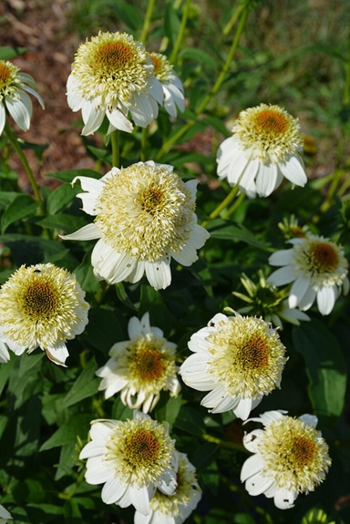 42 Types of Coneflower Varieties to Brighten Your Garden