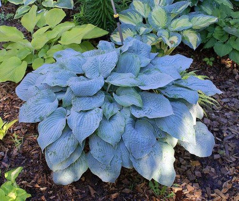 59 Stunning Types of Hostas: Discover These Beautiful Varieties