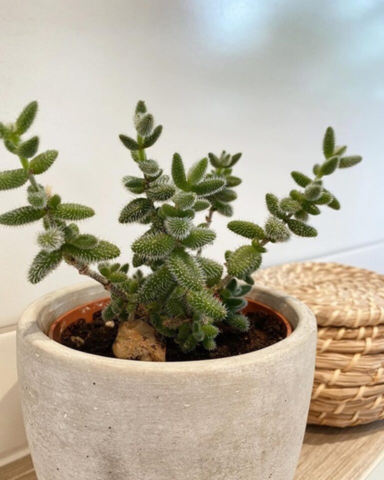 25 Adorable Tiny Mini Succulents for Your Charming Garden